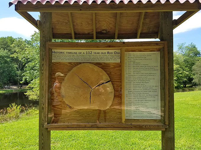 This slice of red oak tells more stories than your uncle at Thanksgiving dinner, with each ring marking a chapter in Maryland's history.