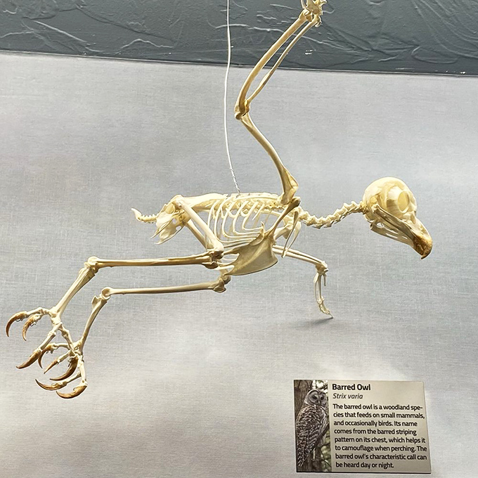 The barred owl skeleton, caught mid-swoop, transforms this nocturnal hunter into a ballet of bones. Deadly grace frozen in time.