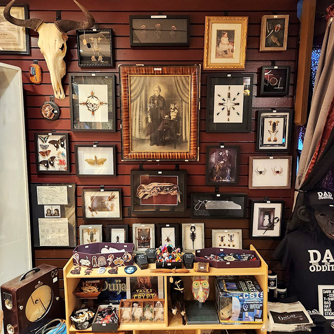 The gallery wall transforms scientific specimens into art, with each framed display telling stories of evolution, anatomy, and our eternal fascination with the natural world.