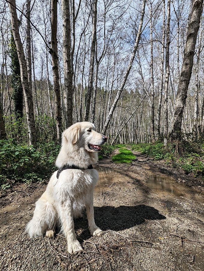 This happy dog clearly knows something profound about life. The forest trail ahead contains more joy than a thousand squeaky toys.