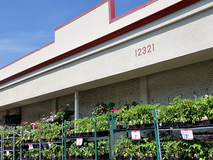 The address 12321 marks the spot where garden dreams begin. Vibrant flowers and healthy plants await adoption under the bright blue sky. 