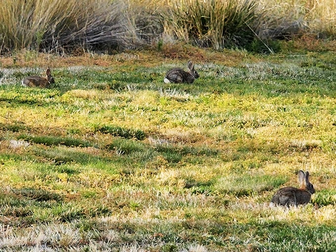 The local welcoming committee doesn't stand on ceremony. These cottontails are the park's unofficial greeters, offering silent judgments on your hiking technique. 