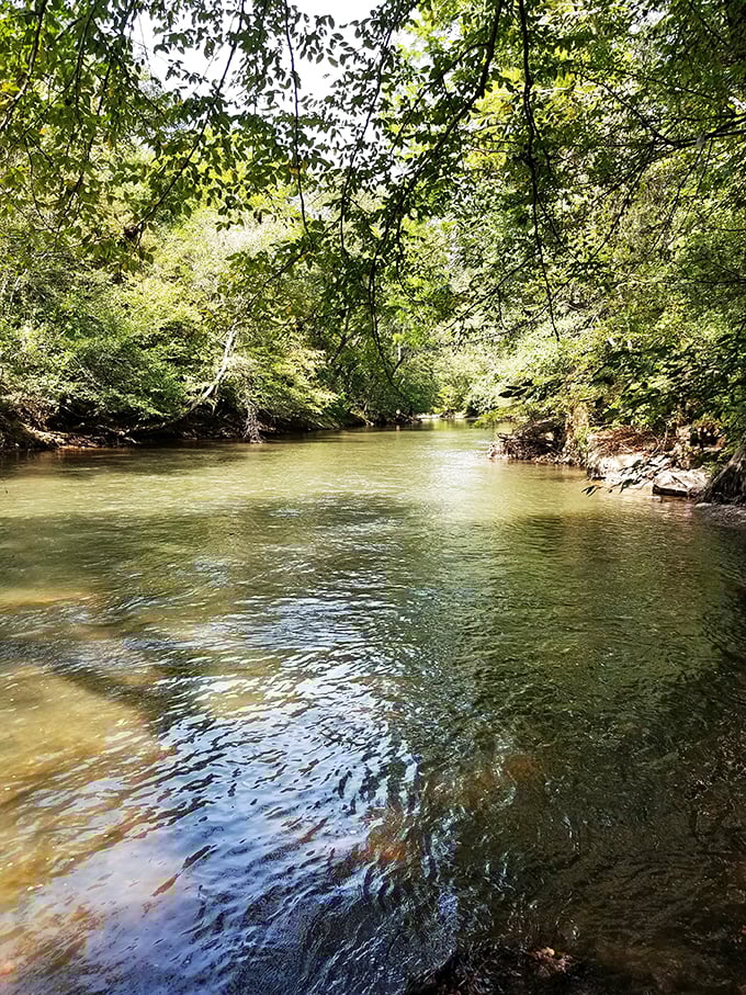 Bear Creek flows with quiet confidence, carving its path through the forest. Its clear waters offer a refreshing soundtrack to Tishomingo's woodland symphony. 