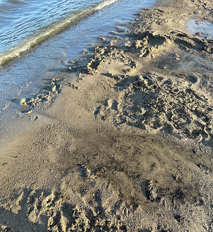 The gentle meeting of land and water—where tiny footprints tell stories of summer adventures along Monroe's shifting shoreline.