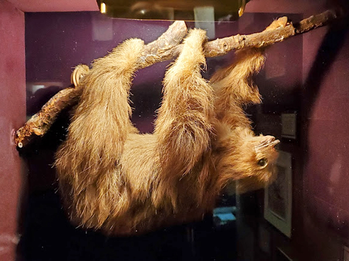 "Is that a... sloth?" The taxidermy exhibits blur the line between natural history and something altogether more fantastical.