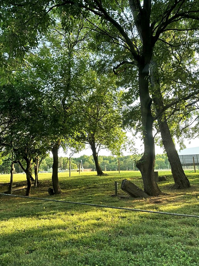 The surrounding trees don't just provide privacy&mdash;they're silent guardians of countless first dates, family outings, and memories spanning generations.