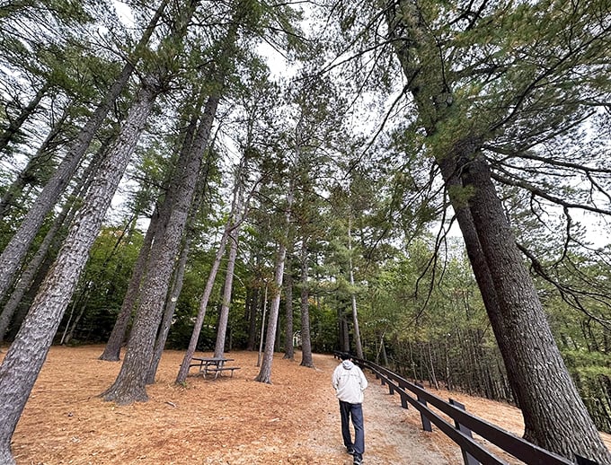 Walking beneath these towering pines feels like entering nature's own meditation space, where worries dissolve with each step.