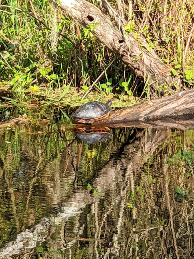 This turtle's sun-soaked meditation session on a fallen log demonstrates the perfect Florida retirement lifestyle we all secretly crave.