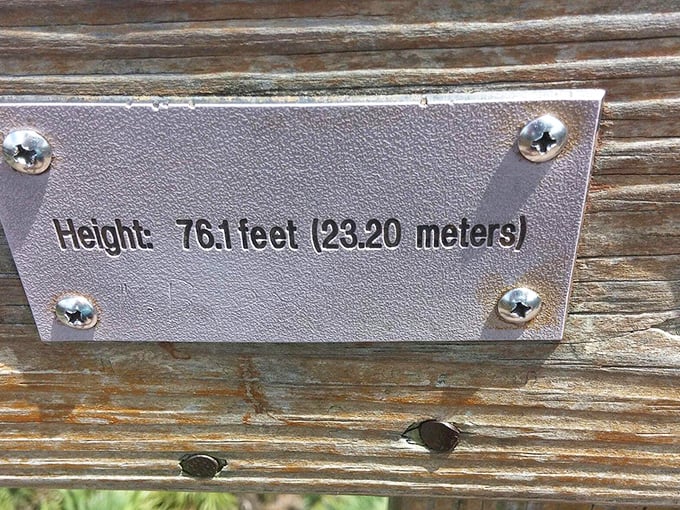 At 76.1 feet high, this isn't just a number on a plaque—it's the difference between seeing Florida and experiencing it from a perspective few ever will.