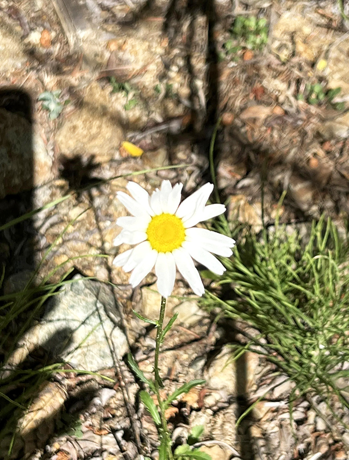 One determined daisy showing off for the camera, proving that sometimes the smallest trail treasures leave the biggest impression.