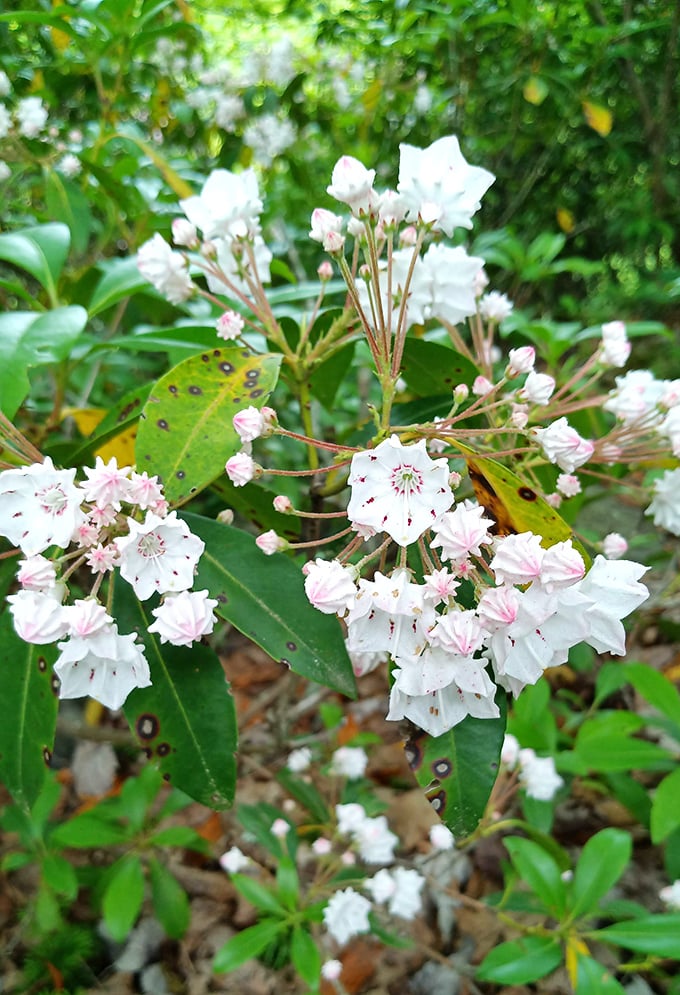 Mountain laurel blooms like delicate porcelain stars against verdant backdrops. These native flowers perform their spring ballet throughout the byway.