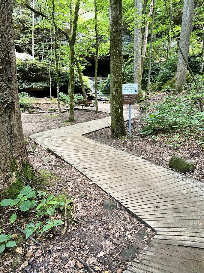 This wooden boardwalk isn't just accessible&mdash;it's an invitation to discover hidden wonders without disturbing the delicate ecosystem beneath.