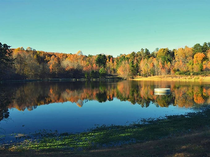 Fall in Hillsborough isn't just a season—it's nature's most spectacular art show, with every color reflected perfectly in still waters.