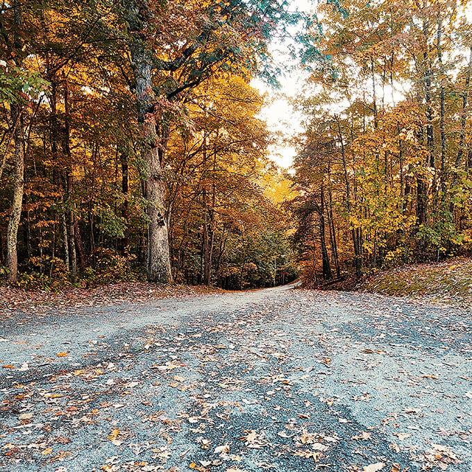 Autumn transforms ordinary forest roads into golden tunnels of wonder. Fall in Kentucky isn't just a season &ndash; it's a spectacular performance. 