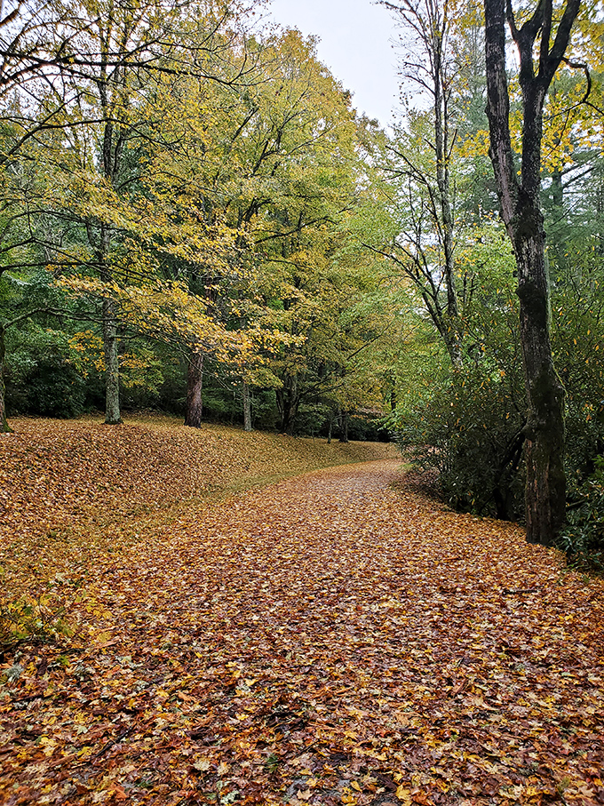 Autumn transforms the trail into a golden carpet worthy of nature's red carpet event.