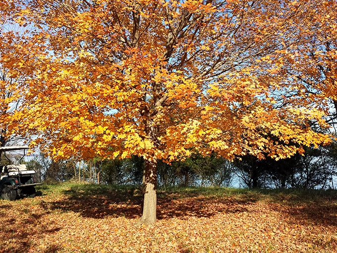 Fall puts on its finest golden performance, creating a carpet of leaves that would make any Hollywood set designer jealous.