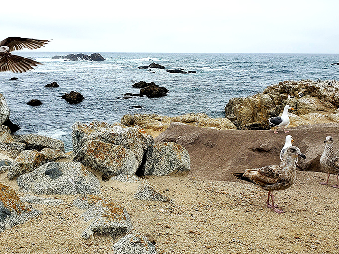 Birds and rock, perfect roommates! These coastal residents have front-row seats to nature's greatest show: the eternal dance of tide and shore.