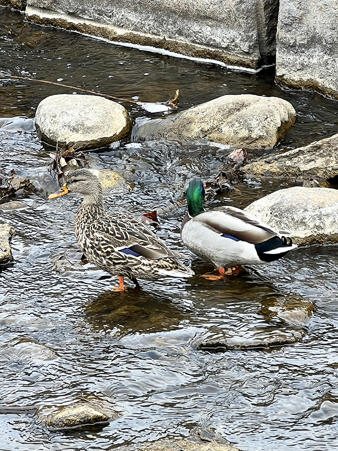 Local residents who never pay taxes: these mallards have found the perfect real estate along the creek's edge.