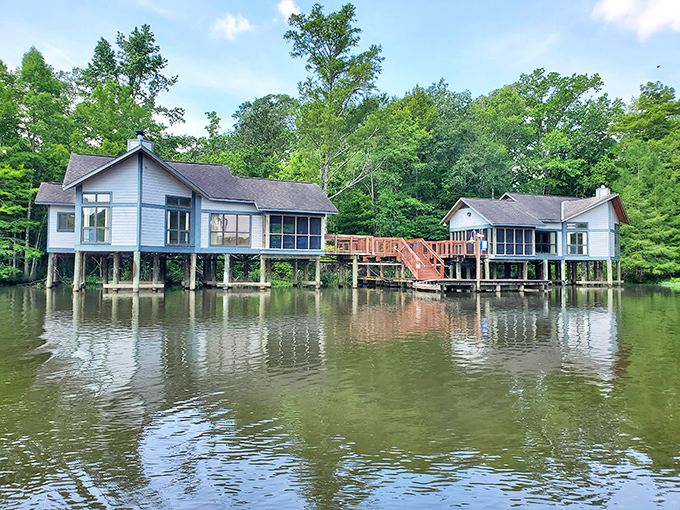 Springtime transforms bare branches into a cathedral of green, where sunlight filters through leaves like nature's stained glass windows.