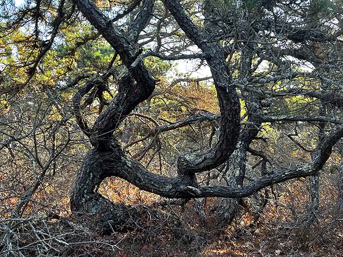 Nature's sculptor has been working overtime on these wind-shaped pines&mdash;no admission fee required for this outdoor art gallery.