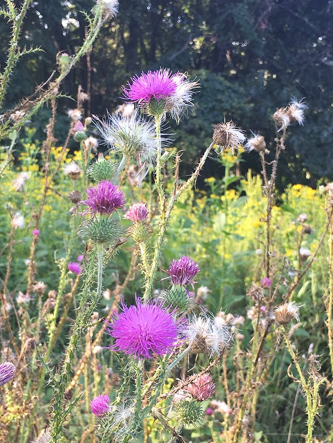 Purple thistles dance among summer grasses. Even the prickliest characters along Skyline Drive have their moment of undeniable beauty.