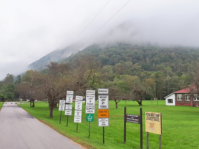 Fog embraces the mountainside like it's an old friend returning for a visit. These misty mornings transform familiar landscapes into mysterious new worlds.