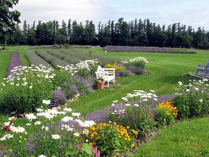 This lavender field bursts with purple promise, creating the kind of sensory experience that makes you wonder why you don't live in the countryside.