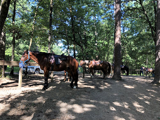 These gentle trail companions know all the best routes – the original GPS with four-legged drive.
