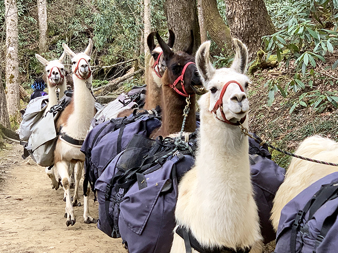 Move over, pack mules - the llama express delivers supplies to remote LeConte Lodge with equal parts efficiency and unexpected Andean flair.