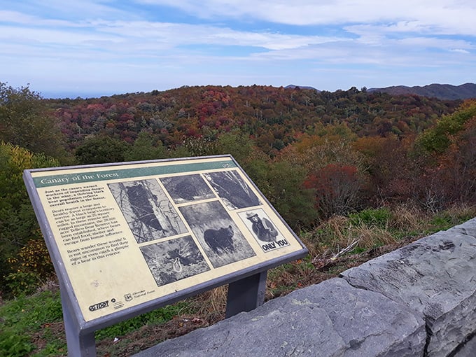 Even informational signs become photo-worthy when framed by nature's most spectacular backdrop. Learning has never looked this gorgeous.
