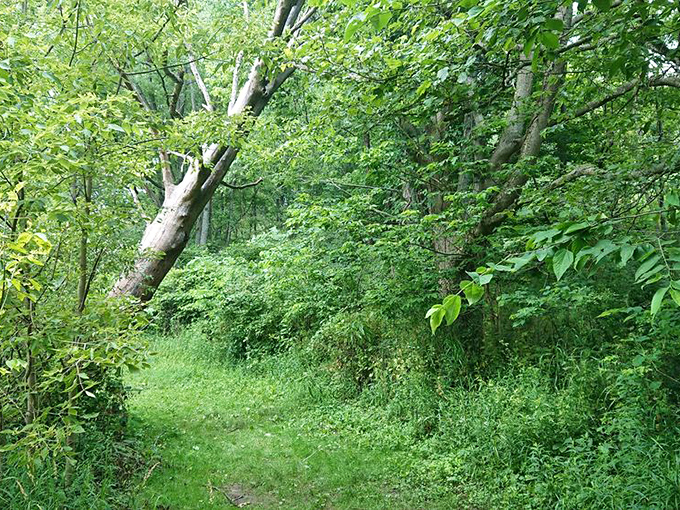 The trail beckons with a green carpet worthy of a woodland celebrity. Just around that bend might be a deer, or if you're truly lucky, absolute silence.