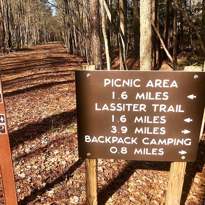 Trail signs: the GPS of the analog world, guiding hikers through forests without ever asking them to "recalculate" or draining their phone battery.