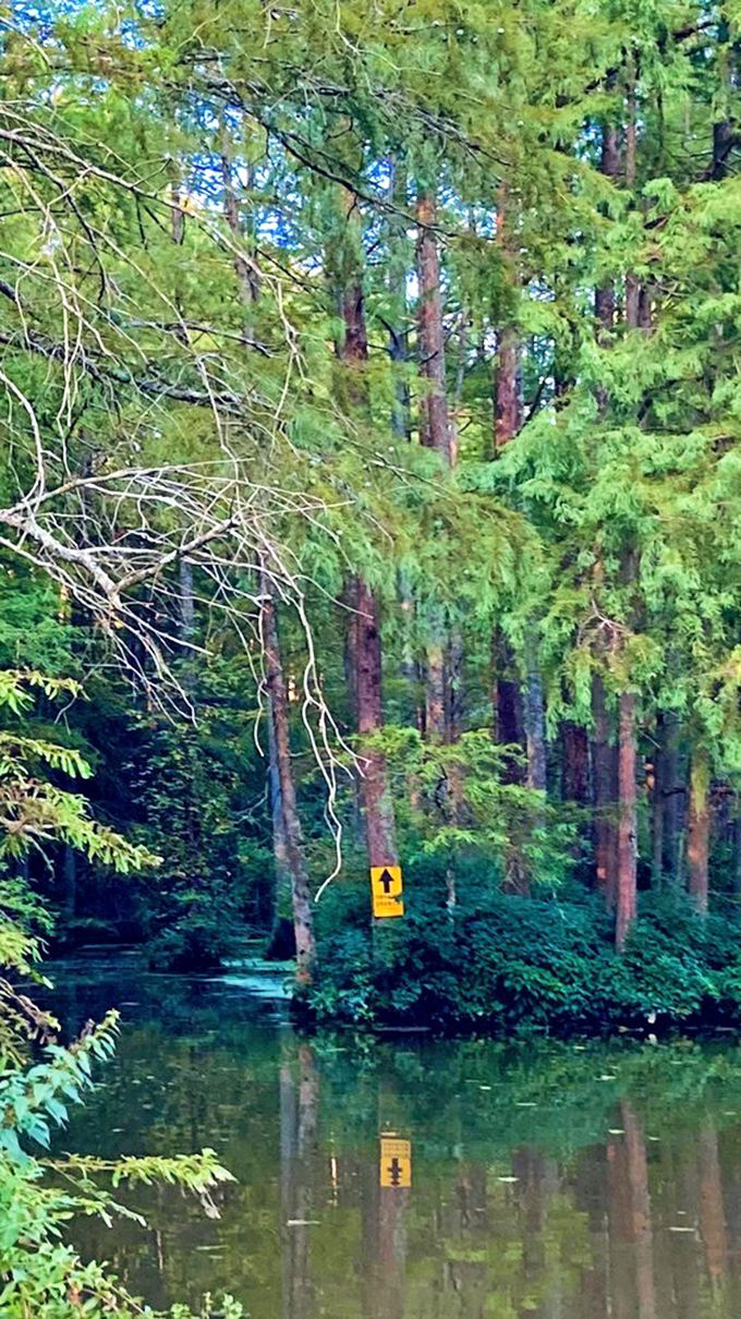 Trail markers guide paddlers through the cypress sanctuary. Without them, you might happily get lost in this green labyrinth forever.