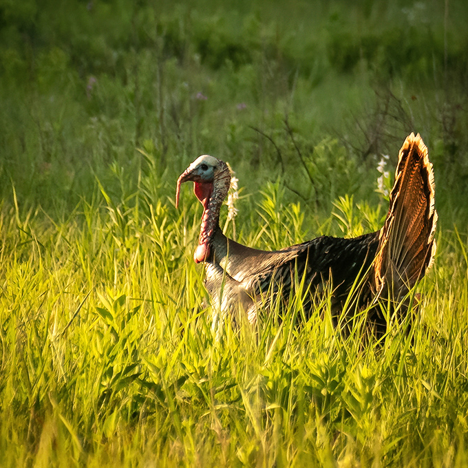 "Excuse me, I live here." This wild turkey struts through the tallgrass like it's walking the runway at Fashion Week.