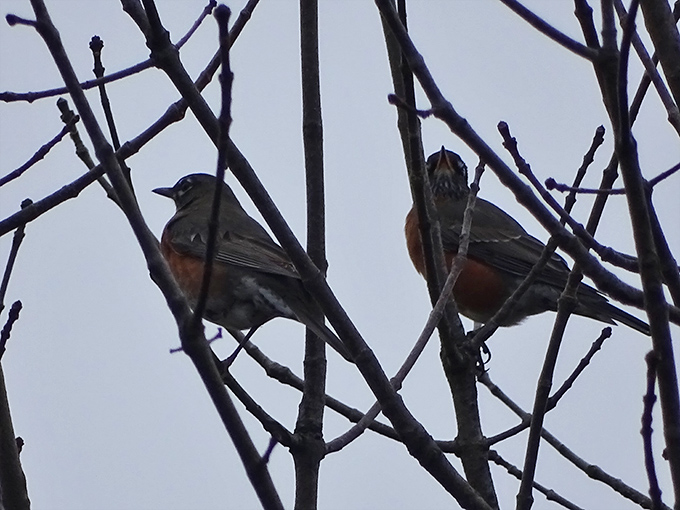 Two robins discussing real estate options in Sycamore's prime tree district. Spring's most reliable forecasters taking a branch meeting.