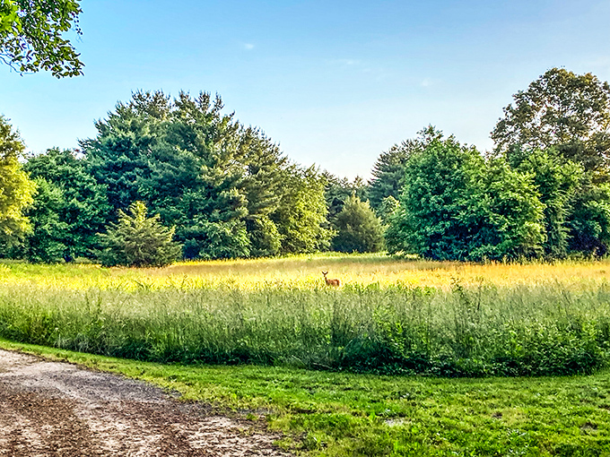 A deer pauses in golden meadow light, completely unimpressed by your Instagram followers or email inbox.