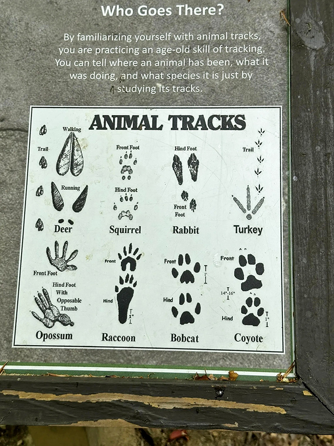 Nature's detective handbook reveals who's been tiptoeing through the forest while we weren't looking&mdash;CSI: Woodland Edition.