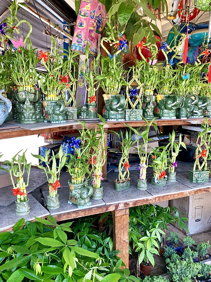 Lucky bamboo arranged with elephant planters &ndash; bringing good fortune and greenery to homes one adorable container at a time.