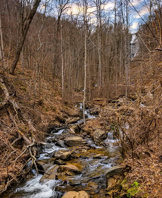 Winter reveals the skeleton of the forest, where every stream becomes a crystal vein. Even in the dormant season, water finds its ancient path.