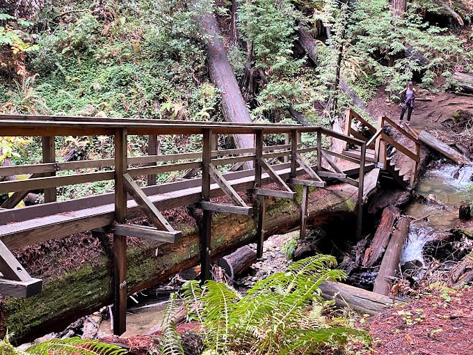 This wooden bridge isn't just functional &ndash; it's a front-row seat to nature's ongoing performance of "Life in a Healthy Watershed: The Musical."