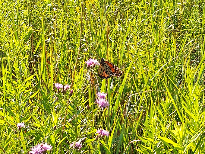 A monarch butterfly takes a breather on wildflowers, reminding us that even epic migrations require occasional pit stops.