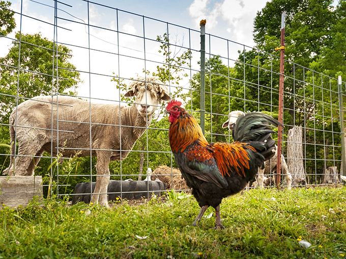 The original alarm clock at Dogwood Hills doesn't have a snooze button. This rooster takes his morning announcements very seriously, thank you very much.