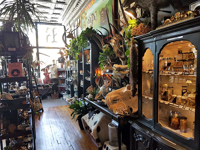 Sunlight streams through the shop, illuminating a jungle of preserved specimens, plants, and curiosities in this natural history wonderland.