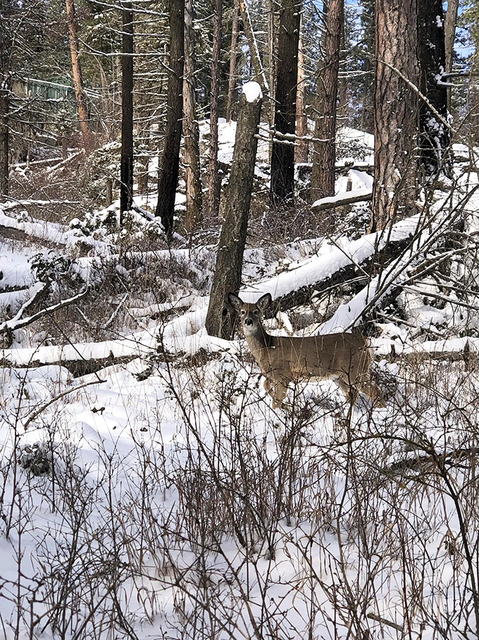 "Excuse me, did you book a wildlife photography session?" Nature's surprise cameos are the best part of any Tubbs Hill adventure.