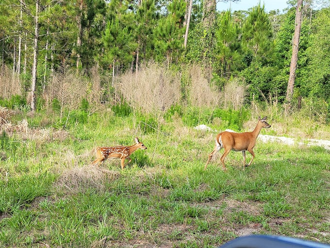A tender moment between mother and fawn reminds us why preserving these wild spaces matters for generations of creatures to come.