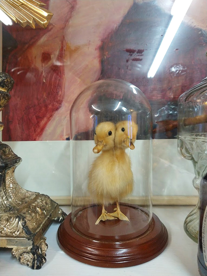 A taxidermied duckling under glass proves that even the smallest oddities deserve preservation. Somewhere, a Victorian naturalist is nodding approvingly.