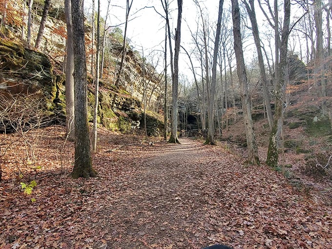 Autumn's carpet of crisp leaves creates nature's most satisfying ASMR soundtrack with every step through this magical hollow.