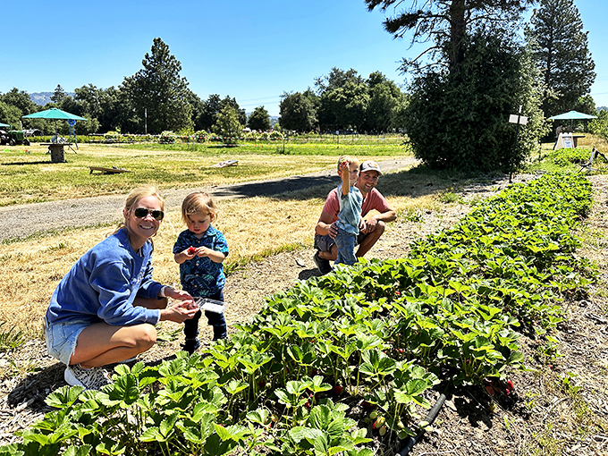 Family farming in Julian connects generations through soil and sunshine. The strawberry doesn't fall far from the plant.