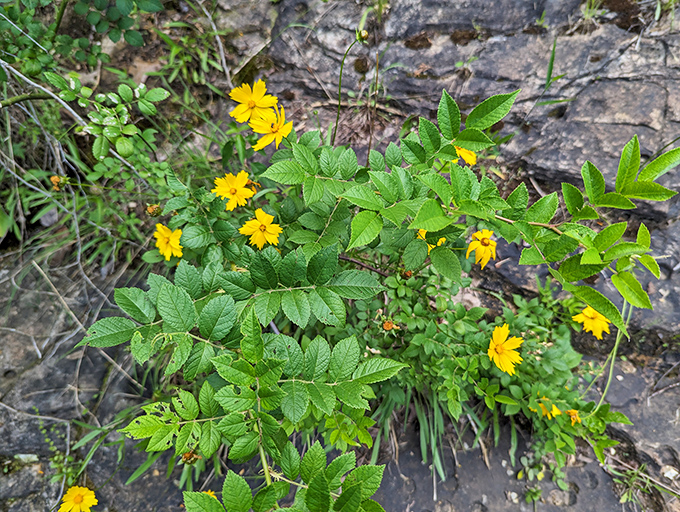 Wild yellow coreopsis blooms cling to rocky crevices, proving that beauty finds a way to thrive even in the most challenging circumstances.