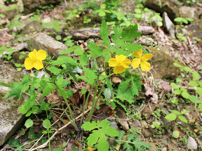Tiny yellow wildflowers remind us that nature's most delightful surprises often come in small packages, rewarding those who look closely.